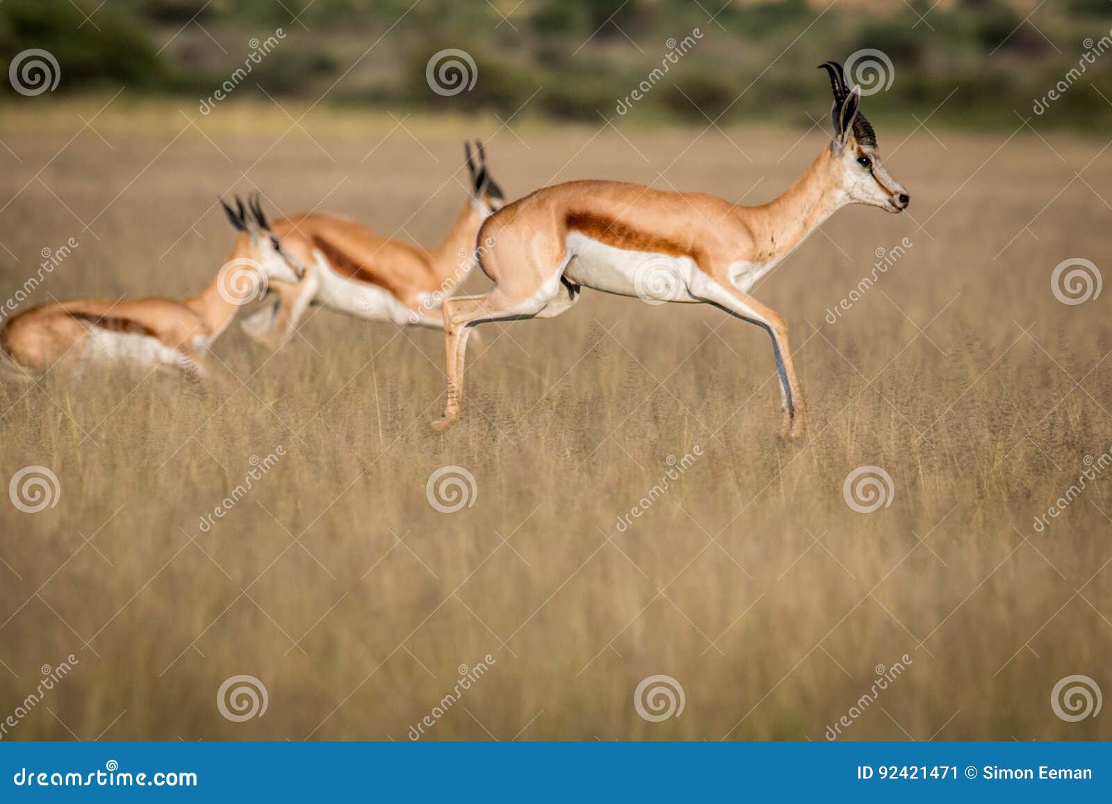 Springboks Pronking in the Central Kalahari. Stock Image - Image of ...