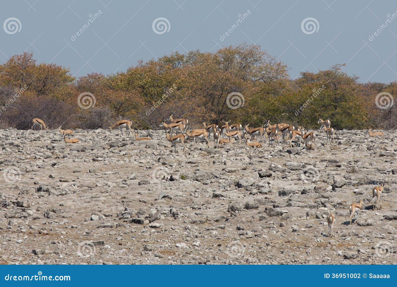 Springboks stock photo. Image of nature, buck, mature - 36951002