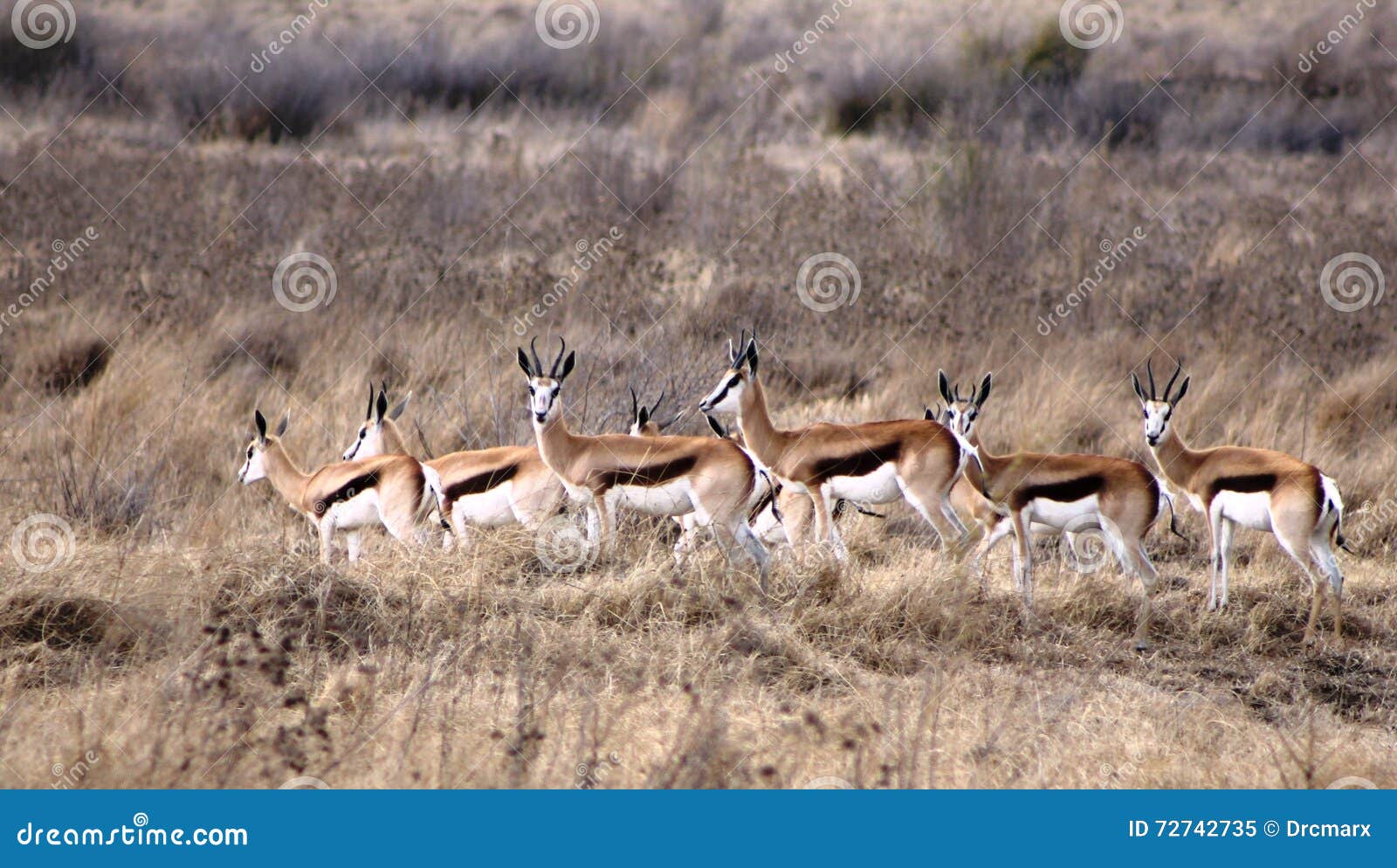 Springboks stock image. Image of south, outdoor, pronking - 72742735