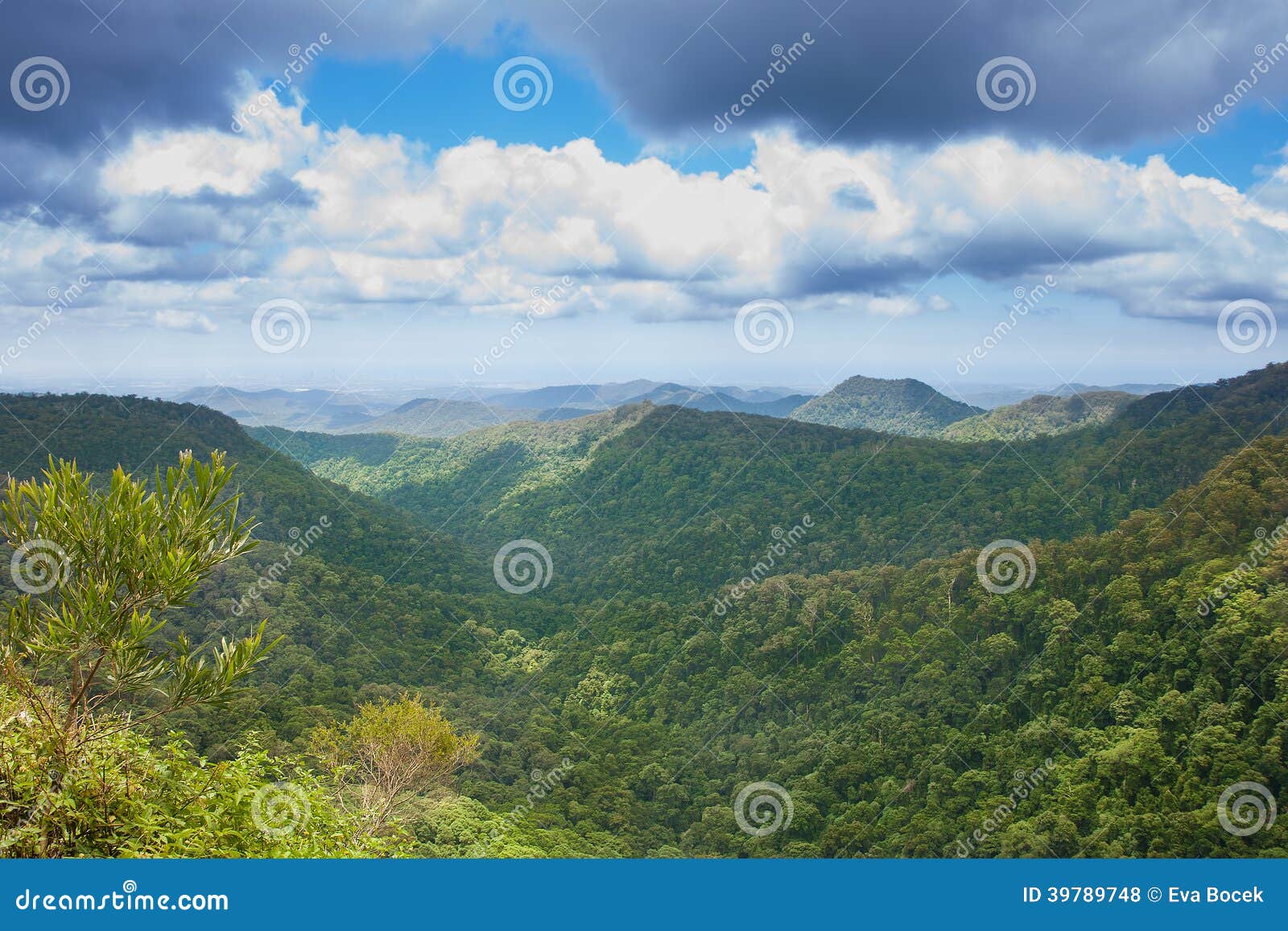 Springbrook National Park, Australia Stock Photo - Image of rain ...