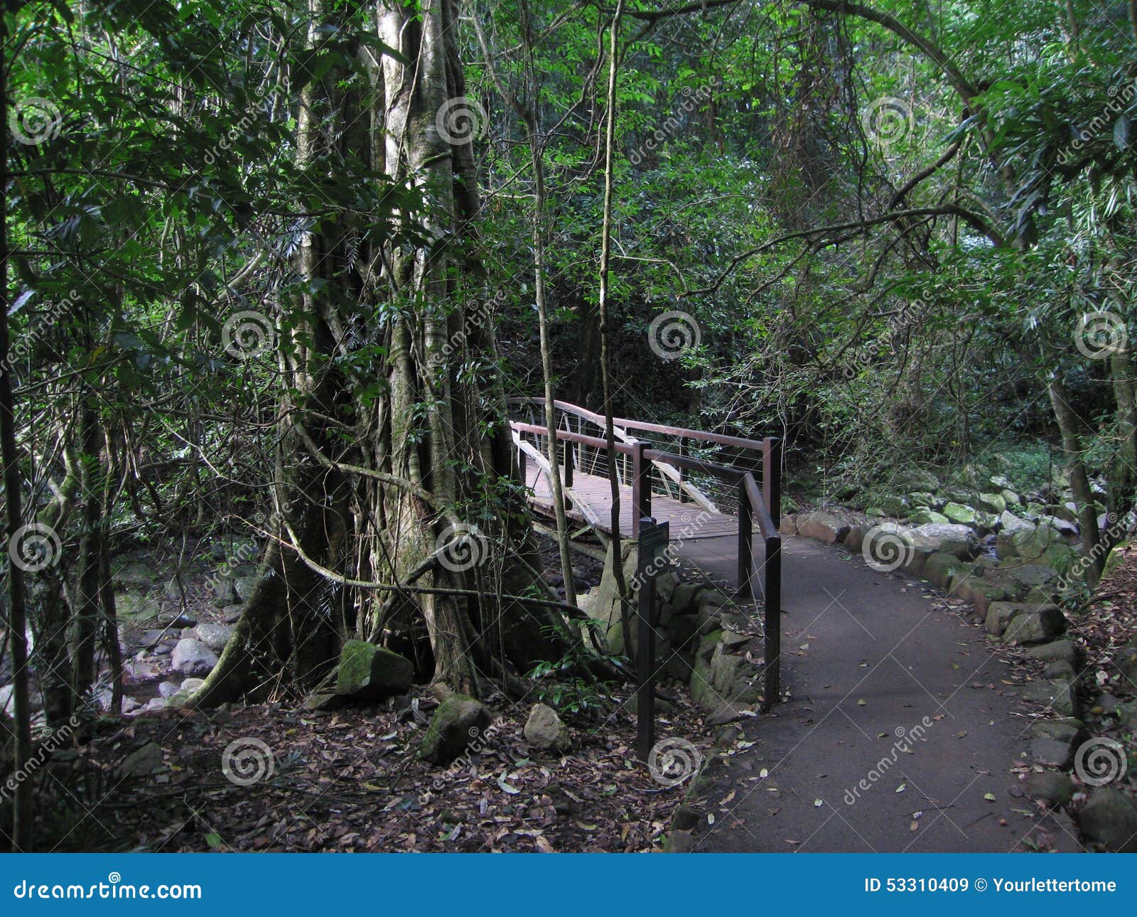 Springbrook National Park stock image. Image of springbrook - 53310409