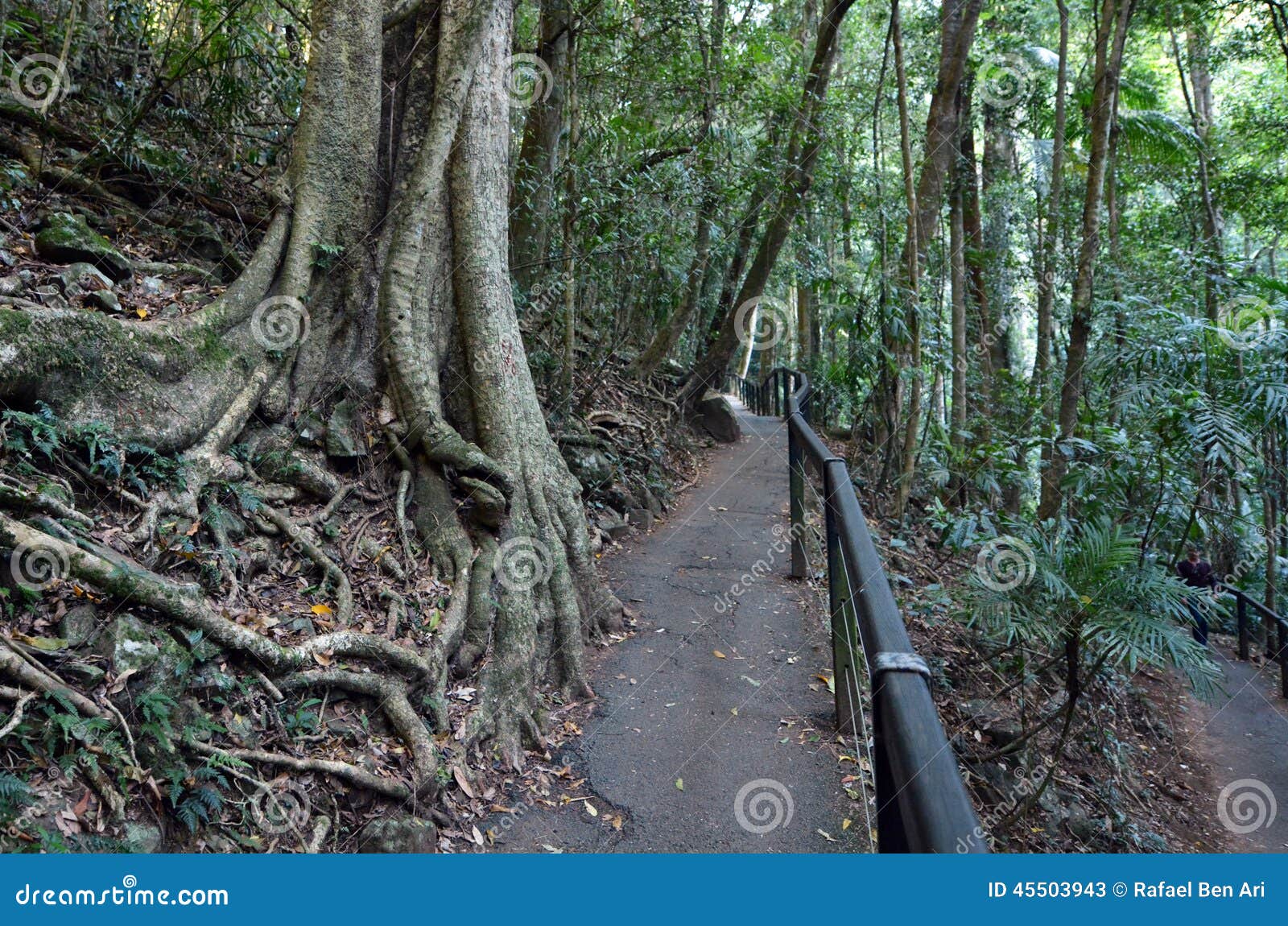 Springbrook National Park - Queensland Australia Stock Image - Image of ...