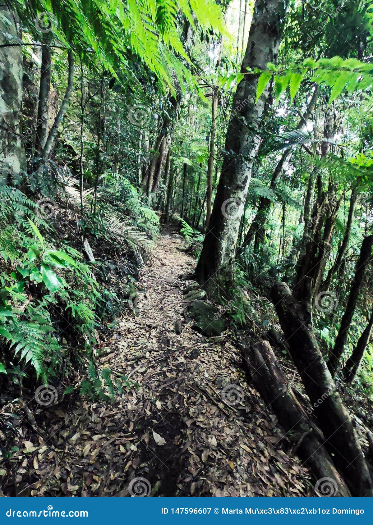 Springbrook Park Rainforest in Australia. Trekking Circuit Stock Image ...
