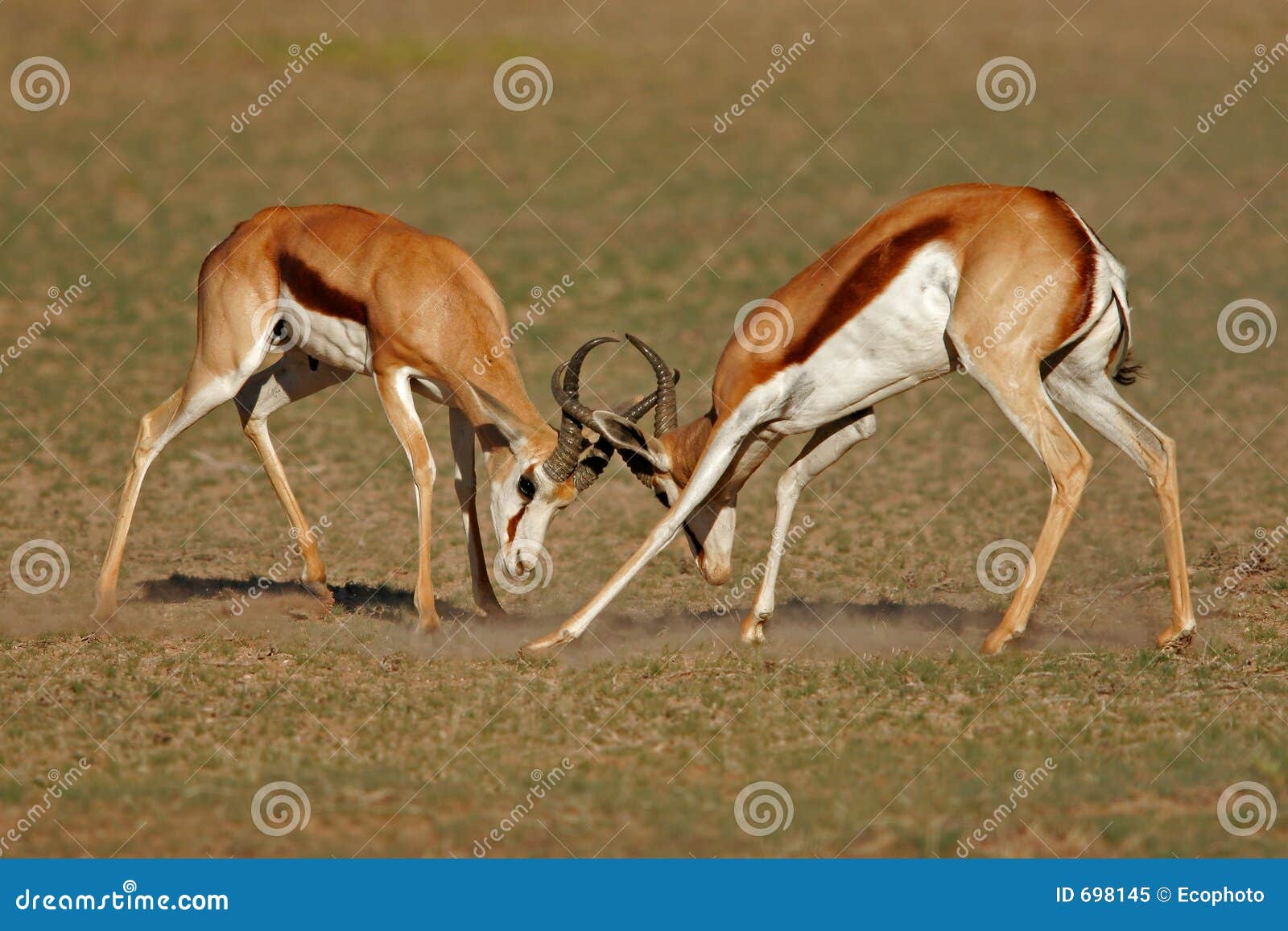 Springbuck бой стоковое изображение. изображение насчитывающей волосы ...