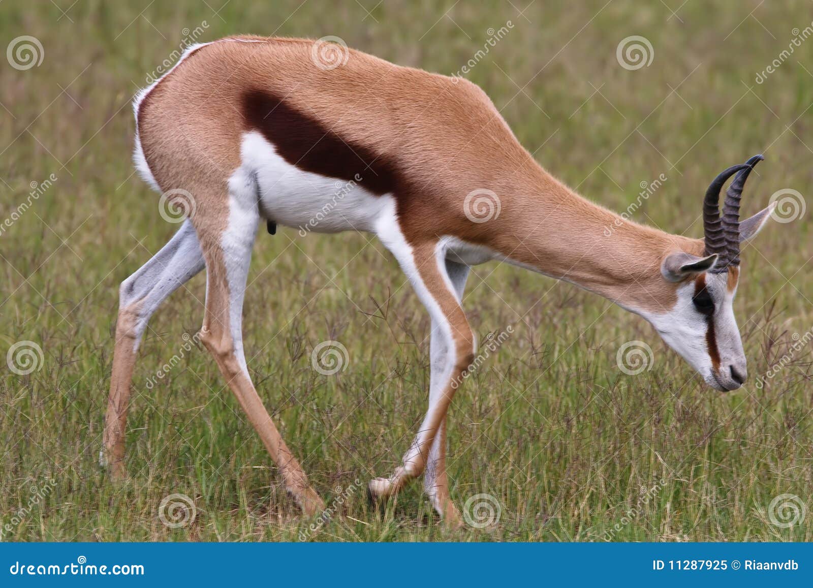 Springbuck stock image. Image of horns, wilderness, west - 11287925