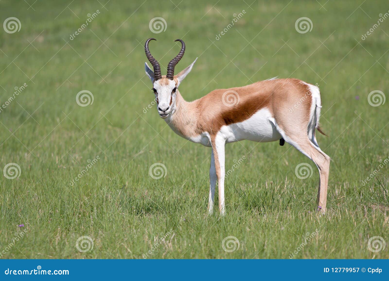 Springbuck stock image. Image of southern, mammal, nature - 12779957