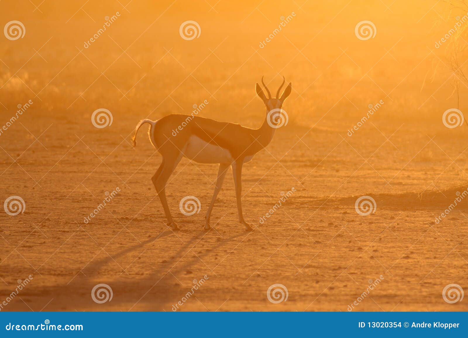 Springbuck stock photo. Image of beautiful, outdoor, conservation ...