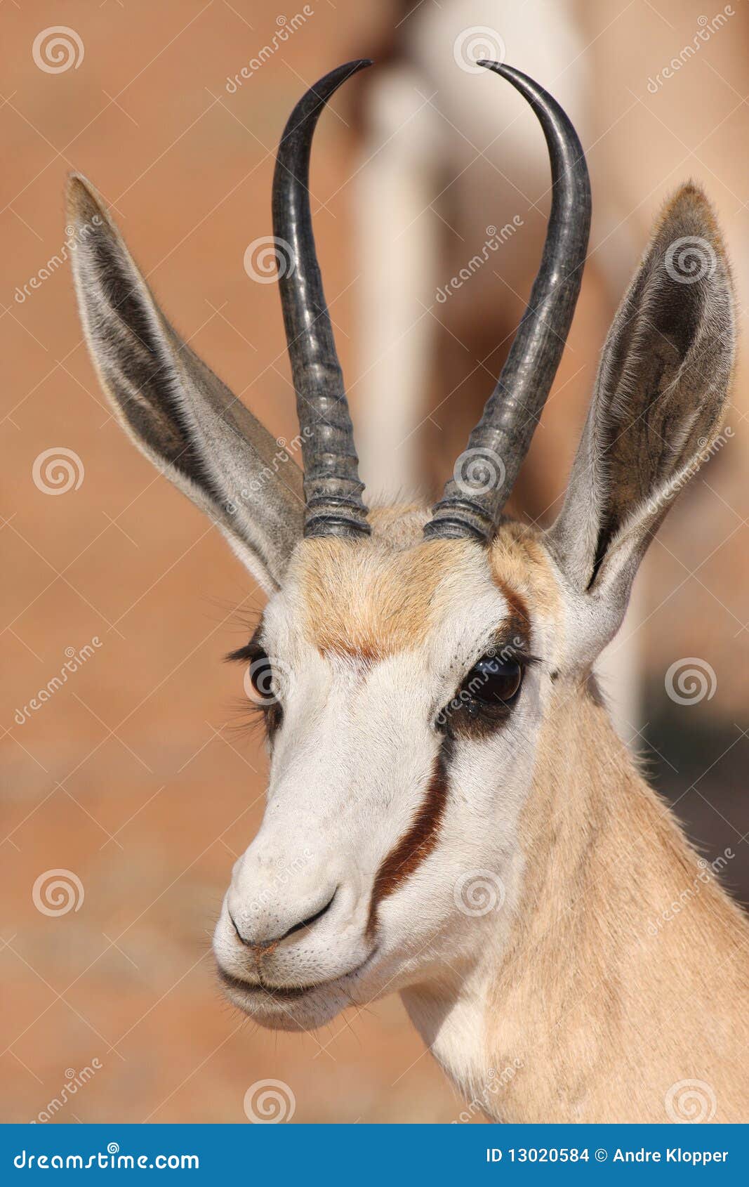 Springbuck stock photo. Image of horns, alert, nature - 13020584
