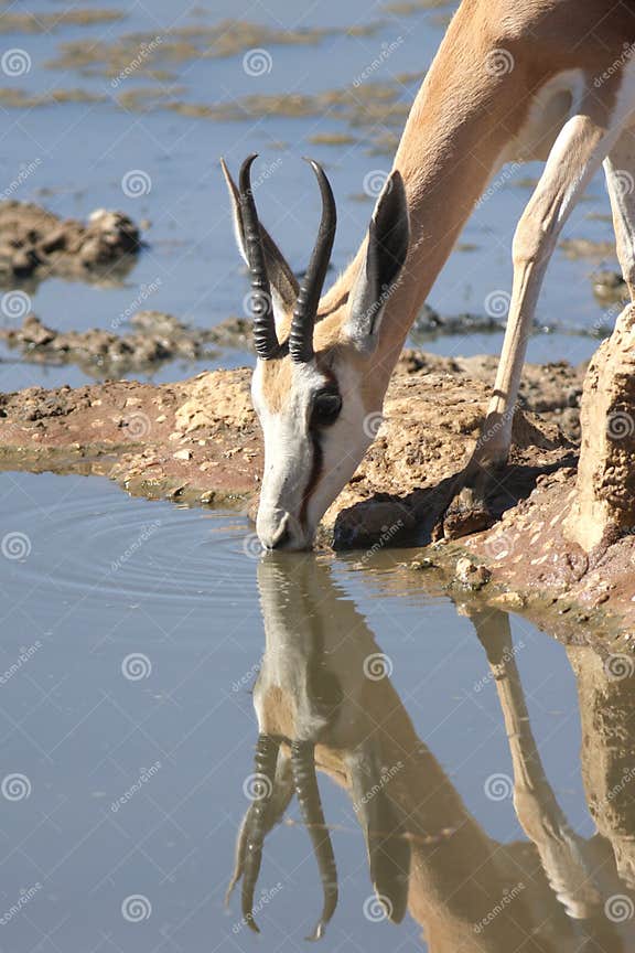 Springbuck stock photo. Image of national, african, conservation - 13022624