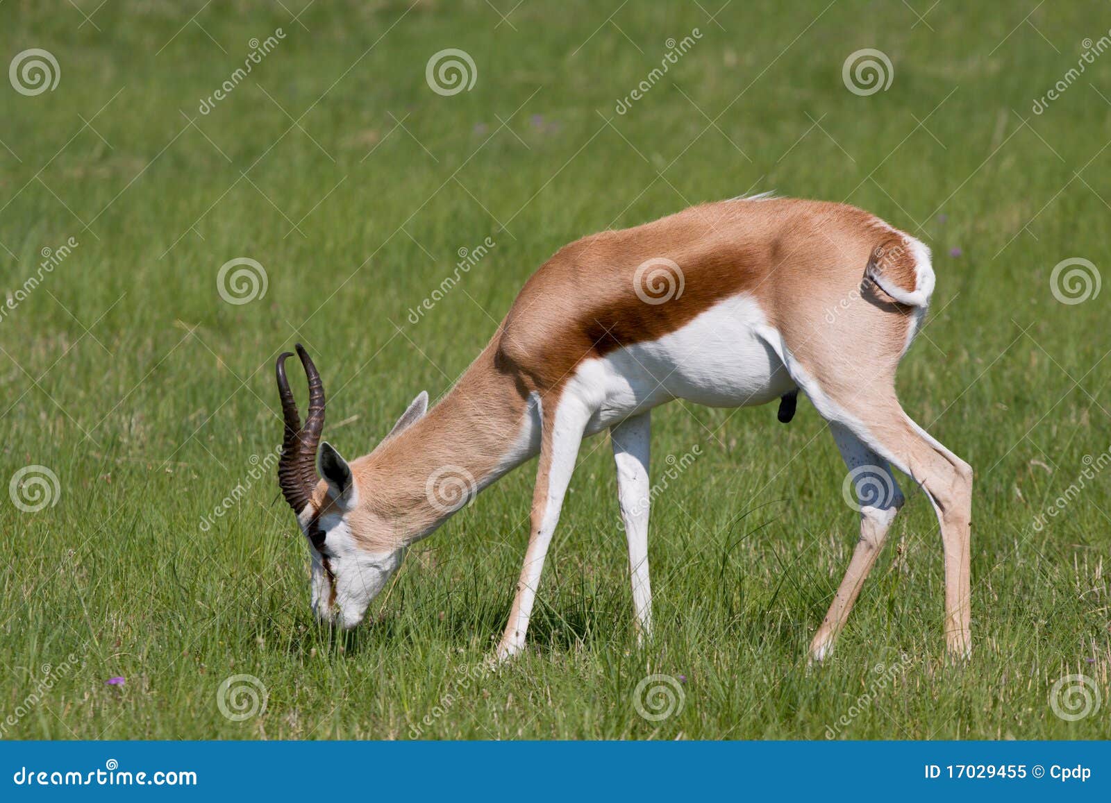 Springbuck stock image. Image of southern, south, grass - 17029455