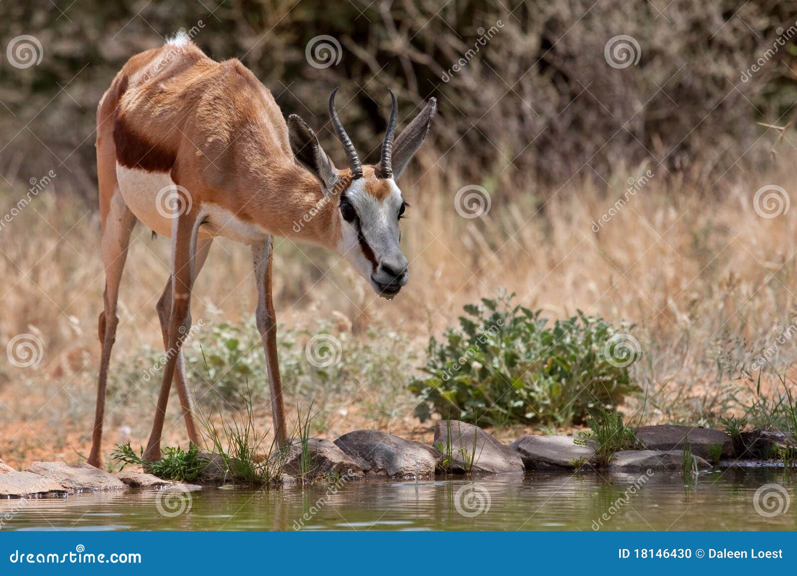 Springbuck stock photo. Image of springbuck, buck, springbok - 18146430