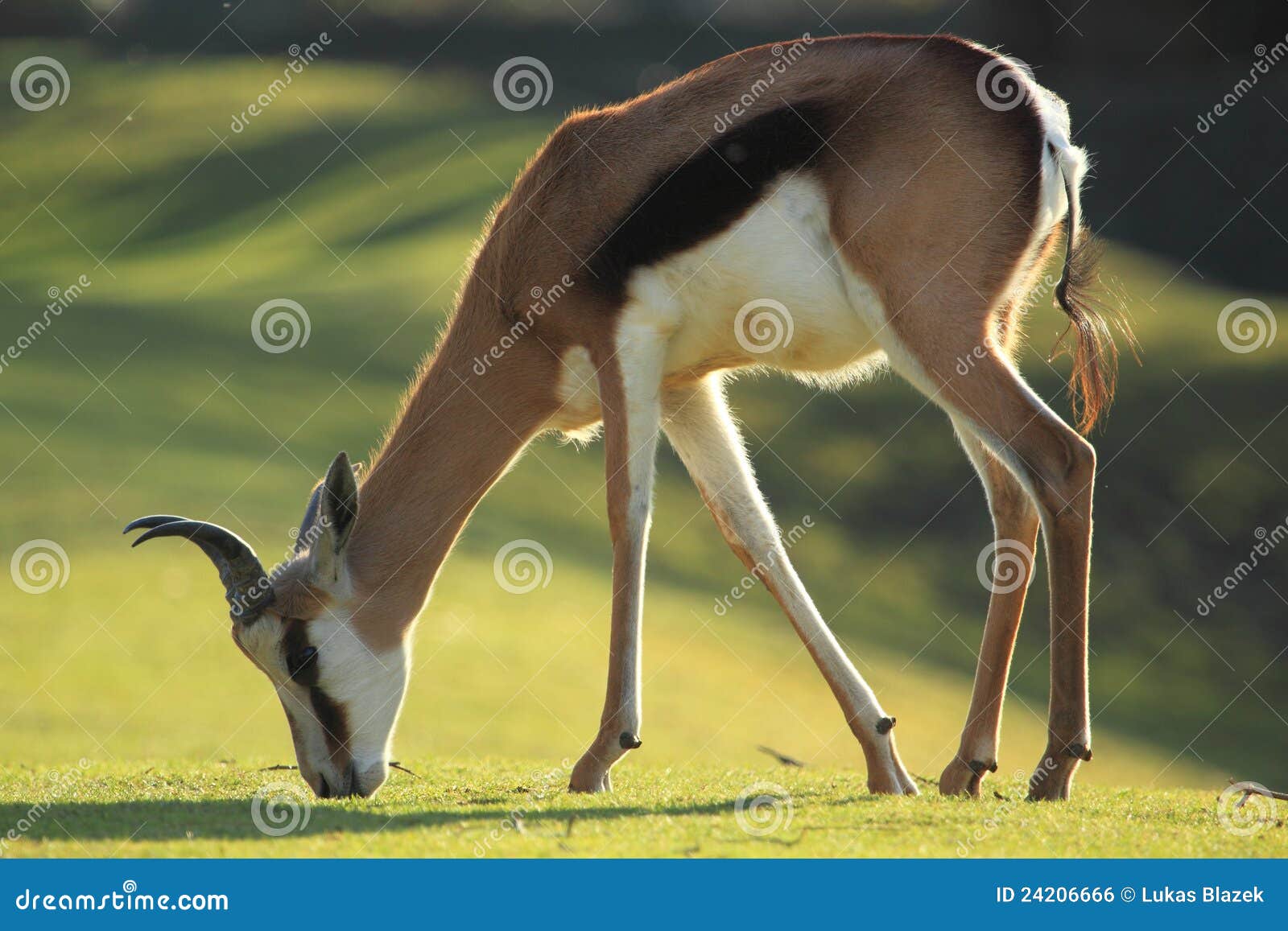 Springbuck stock photo. Image of mammal, gazelle, pasture - 24206666