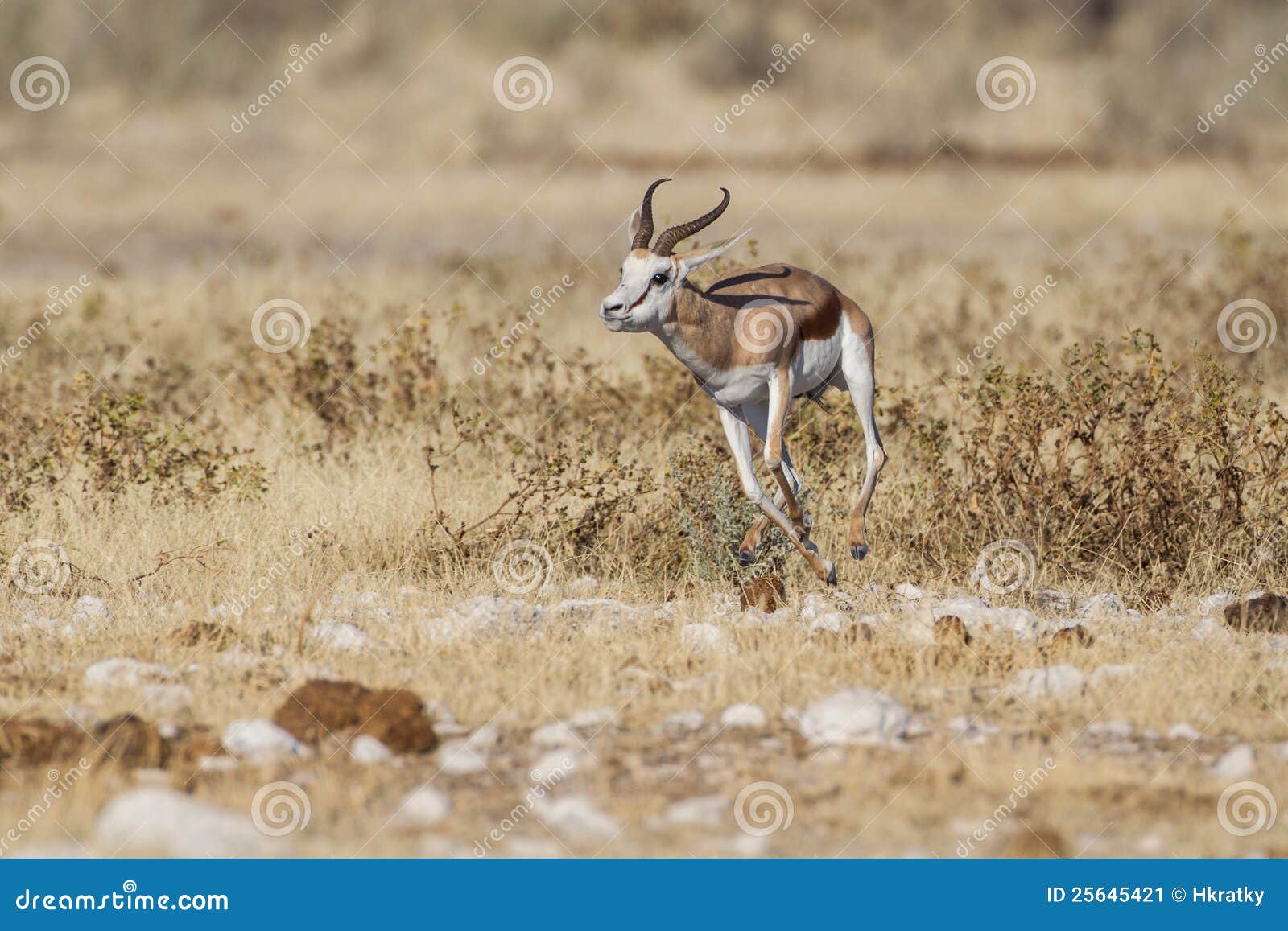 Springbuck stock image. Image of destination, wild, national - 25645421