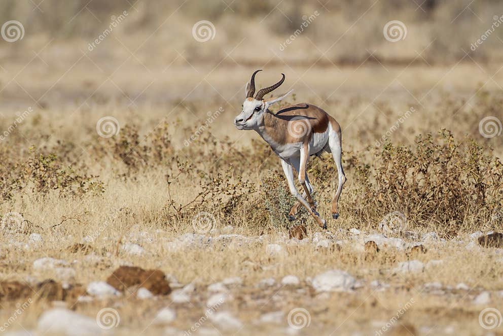 Springbuck stock image. Image of destination, wild, national - 25645421