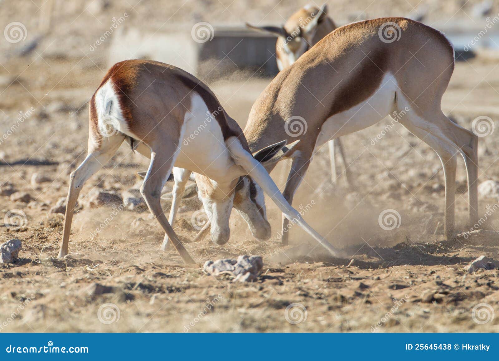 Springbuck stock photo. Image of wildlife, namibia, exotic - 25645438