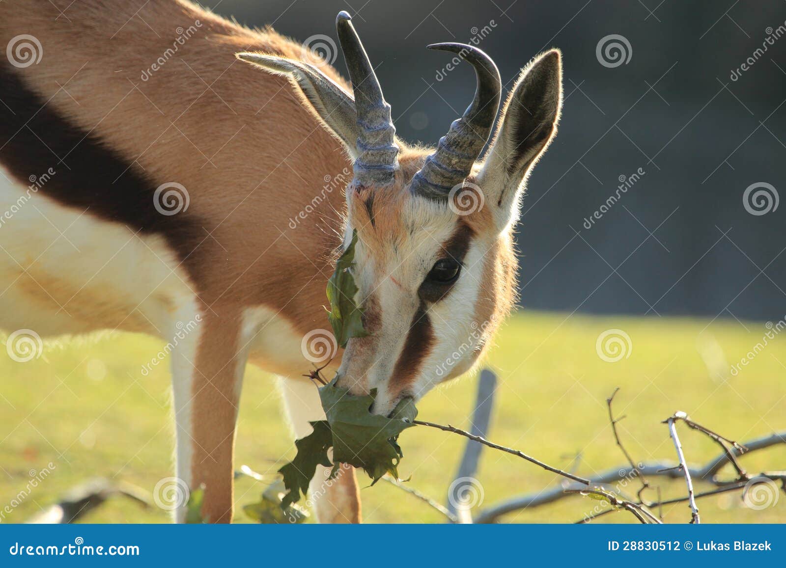 Springbuck Eating Stock Image | CartoonDealer.com #11247619