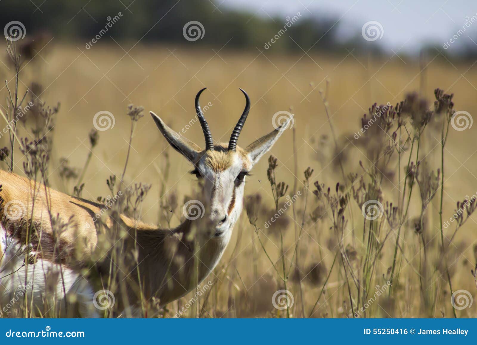 Springbuck stock foto. Image of lang, slaap, dier, afrikaans - 55250416