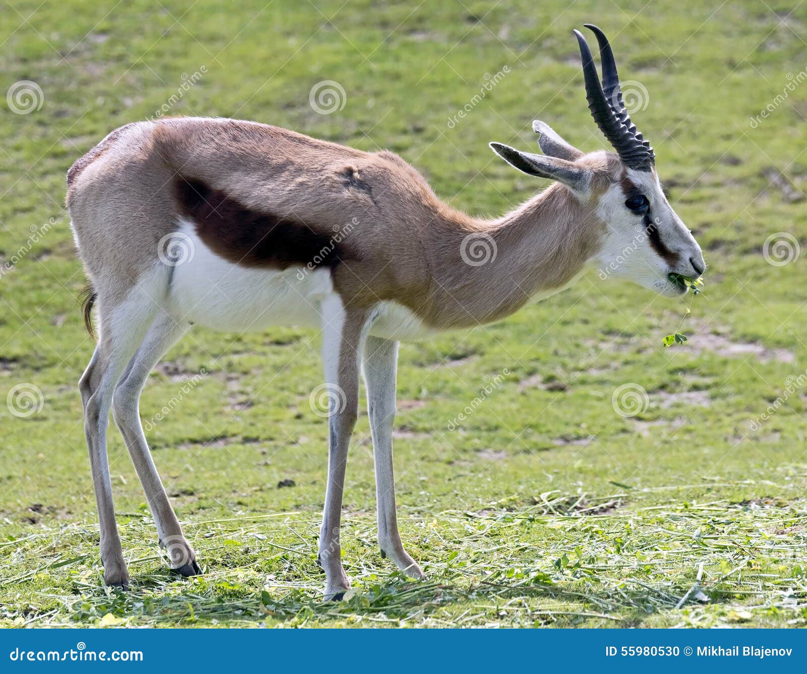 Springbuck arkivfoto. Bild av djurliv, miljö, zoologi - 55980530