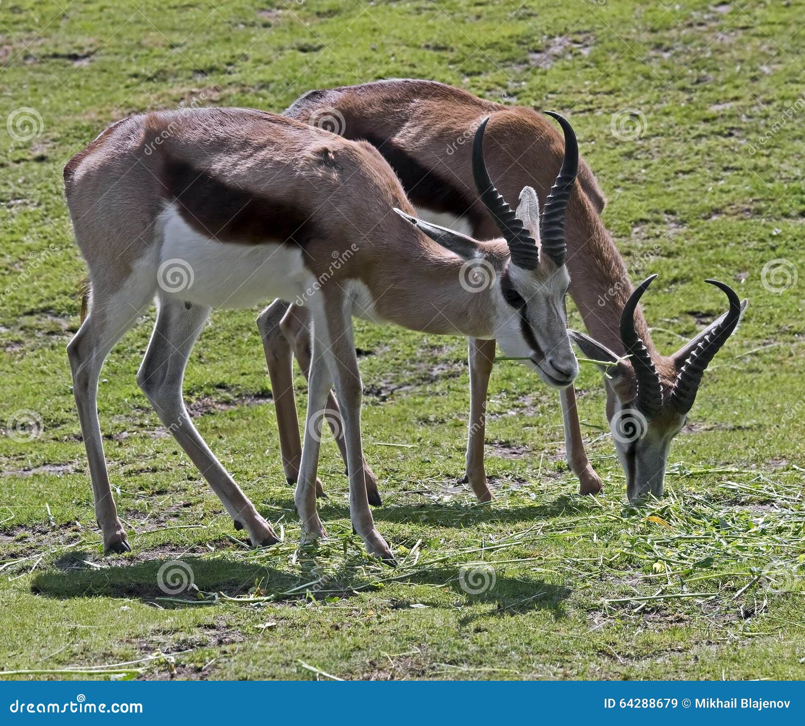 Springbuck stock afbeelding. Image of schepsel, antilope - 64288679