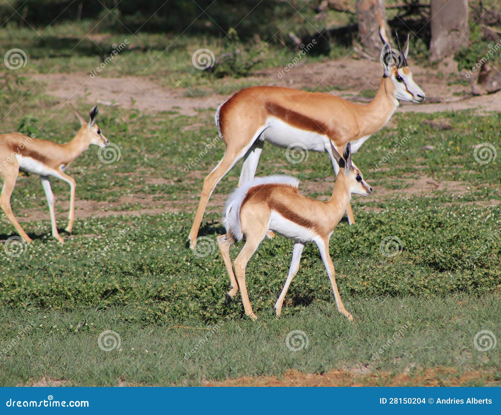 Springbuck - Animal Moms from Africa Stock Photo - Image of alert ...