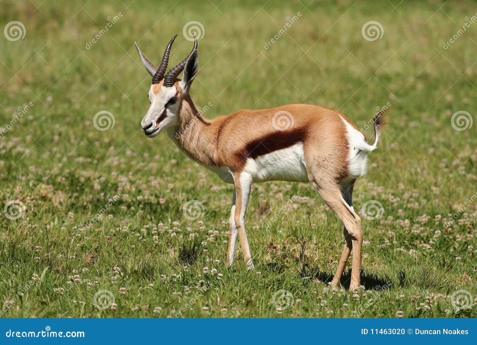 Springbuck Antelope stock photo. Image of african, running - 11463020