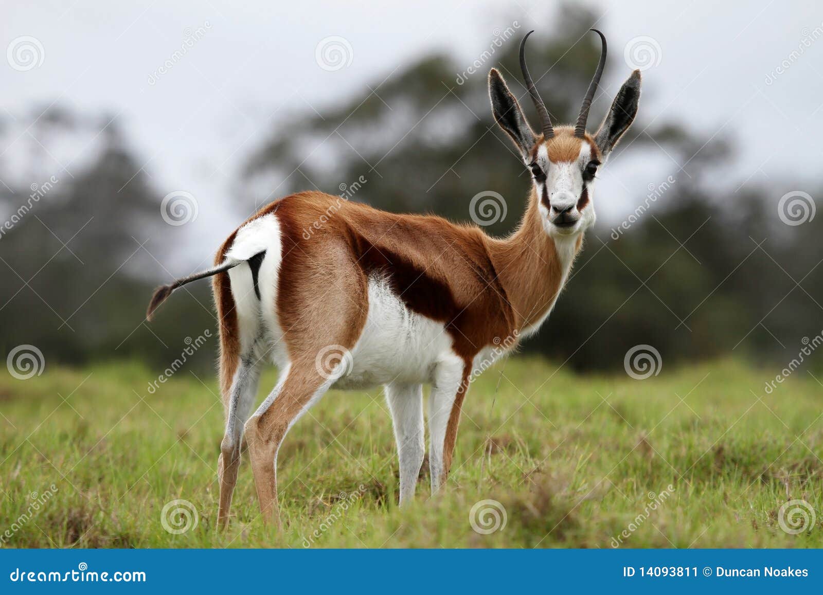 Springbuck Antelope stock image. Image of park, african - 14093811