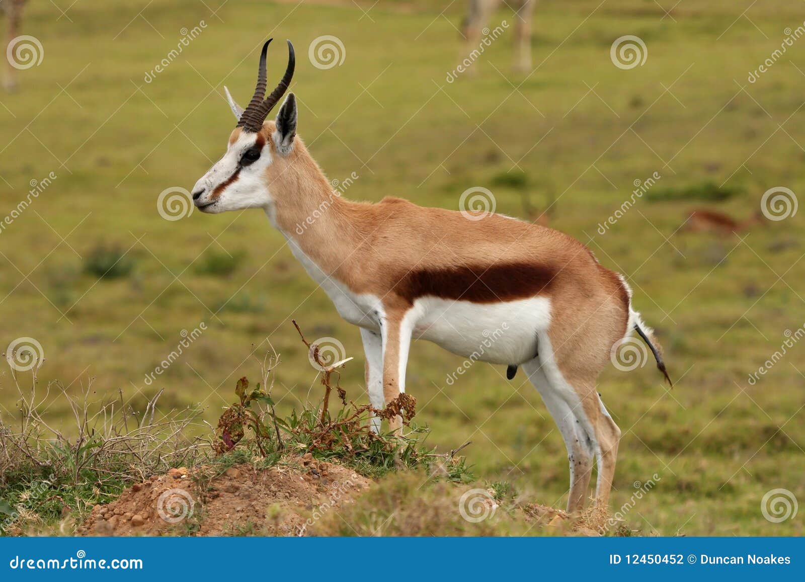 Springbuck Antelope Portrait Stock Photo - Image of southern, pose ...