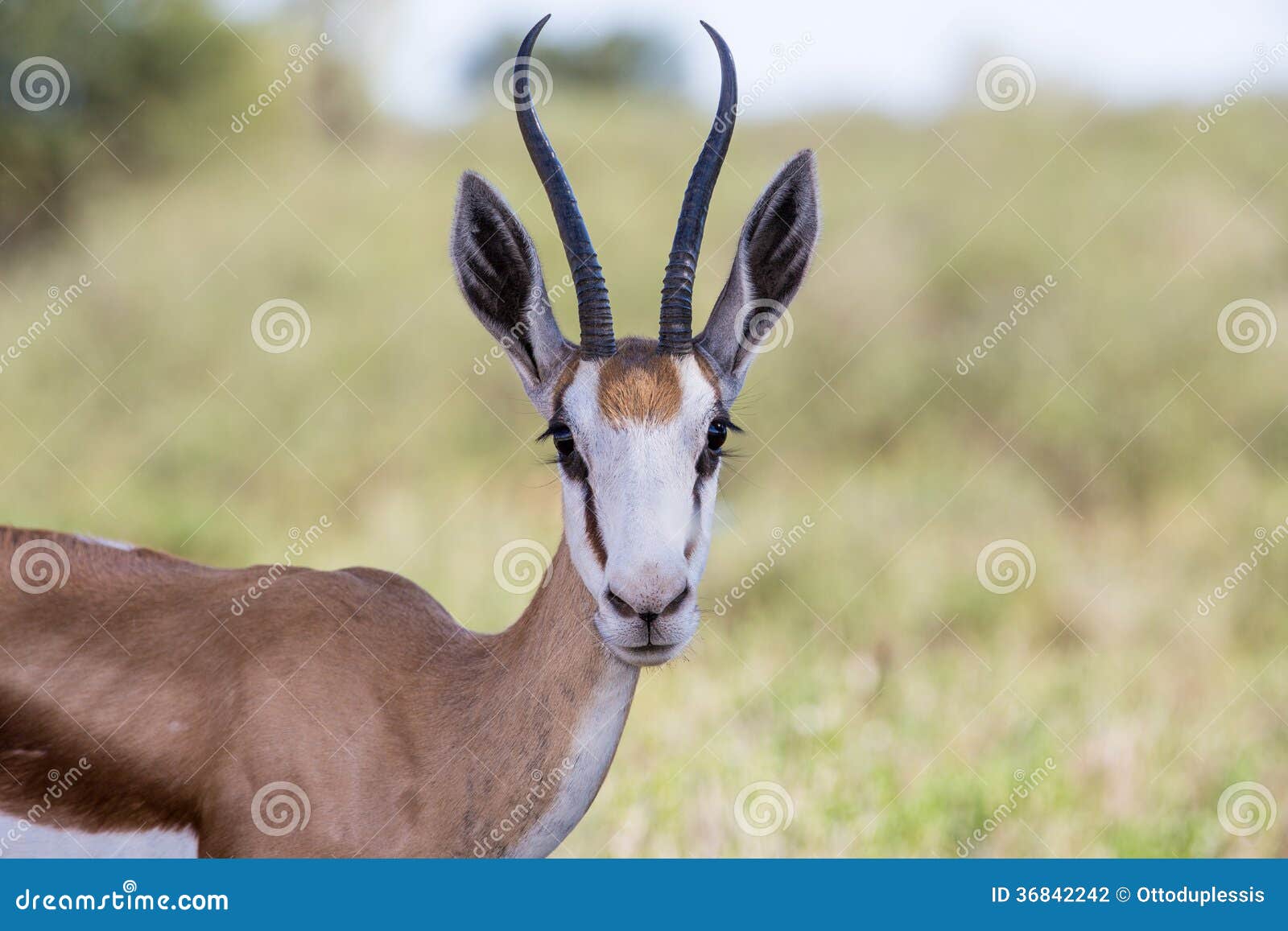 Springbuck close up stock photo. Image of park, outdoor - 36842242