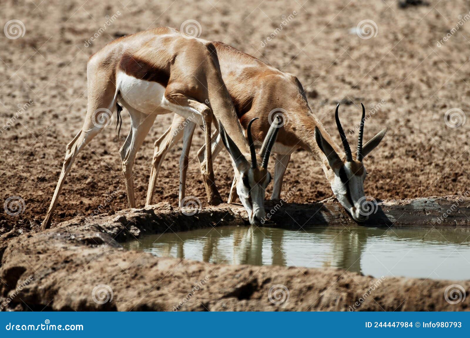 2 Springbuck Having a Drink Stock Photo - Image of drink, african ...