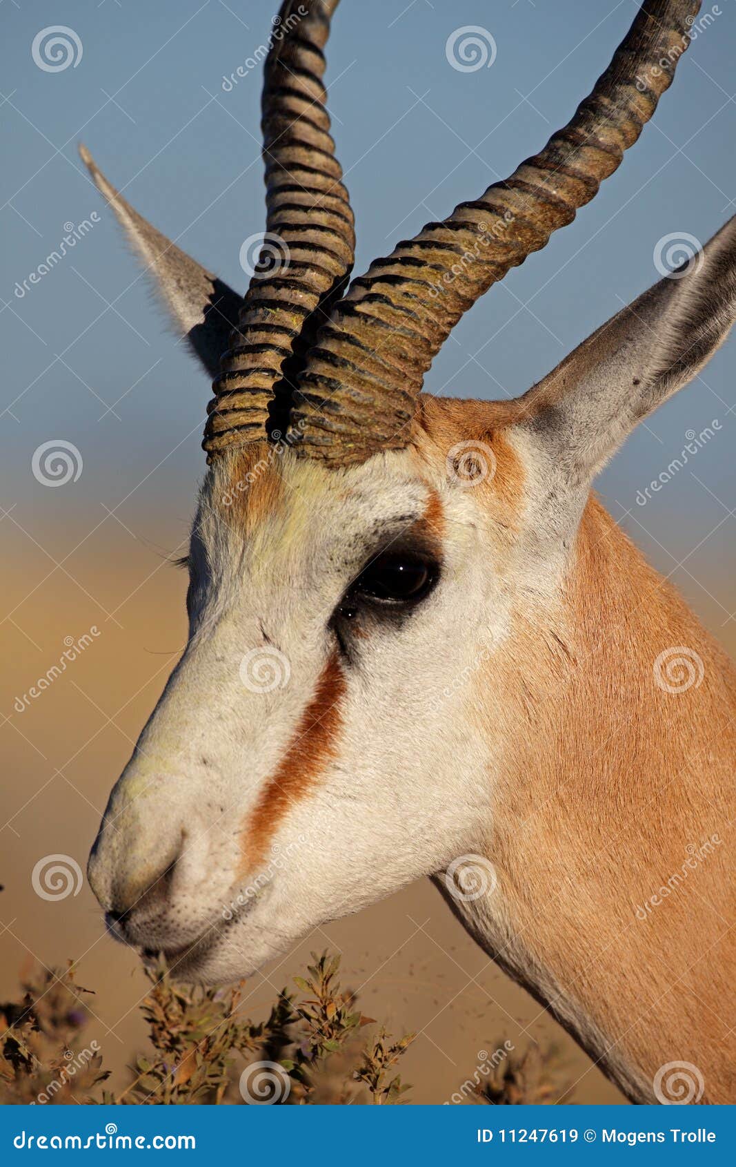 Springbuck eating stock image. Image of antelope, etosha - 11247619