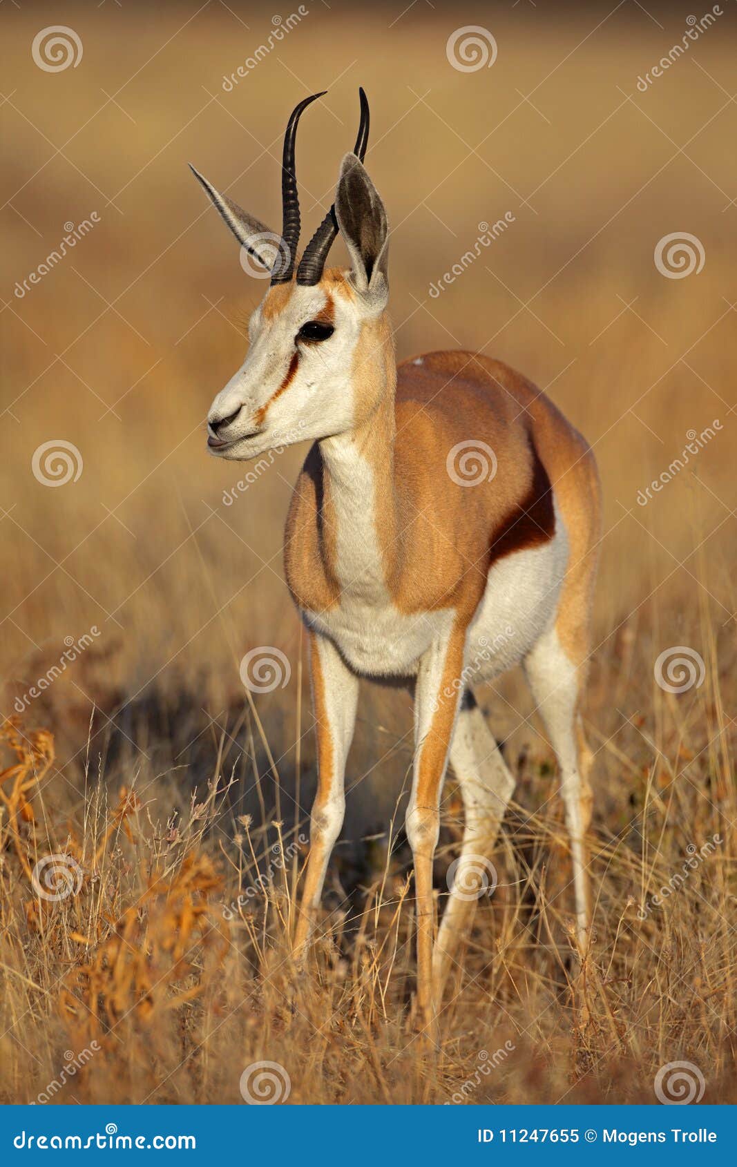 Springbuck Female in Soft Morning Light Stock Image - Image of safari ...