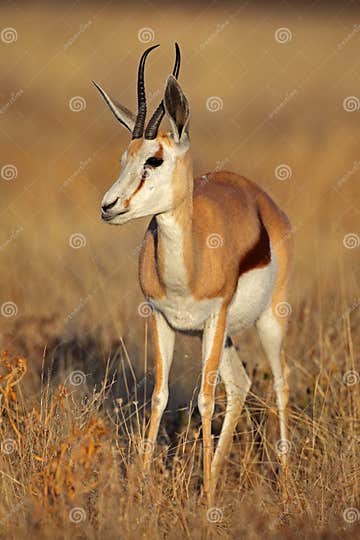 Springbuck Female in Soft Morning Light Stock Image - Image of safari ...