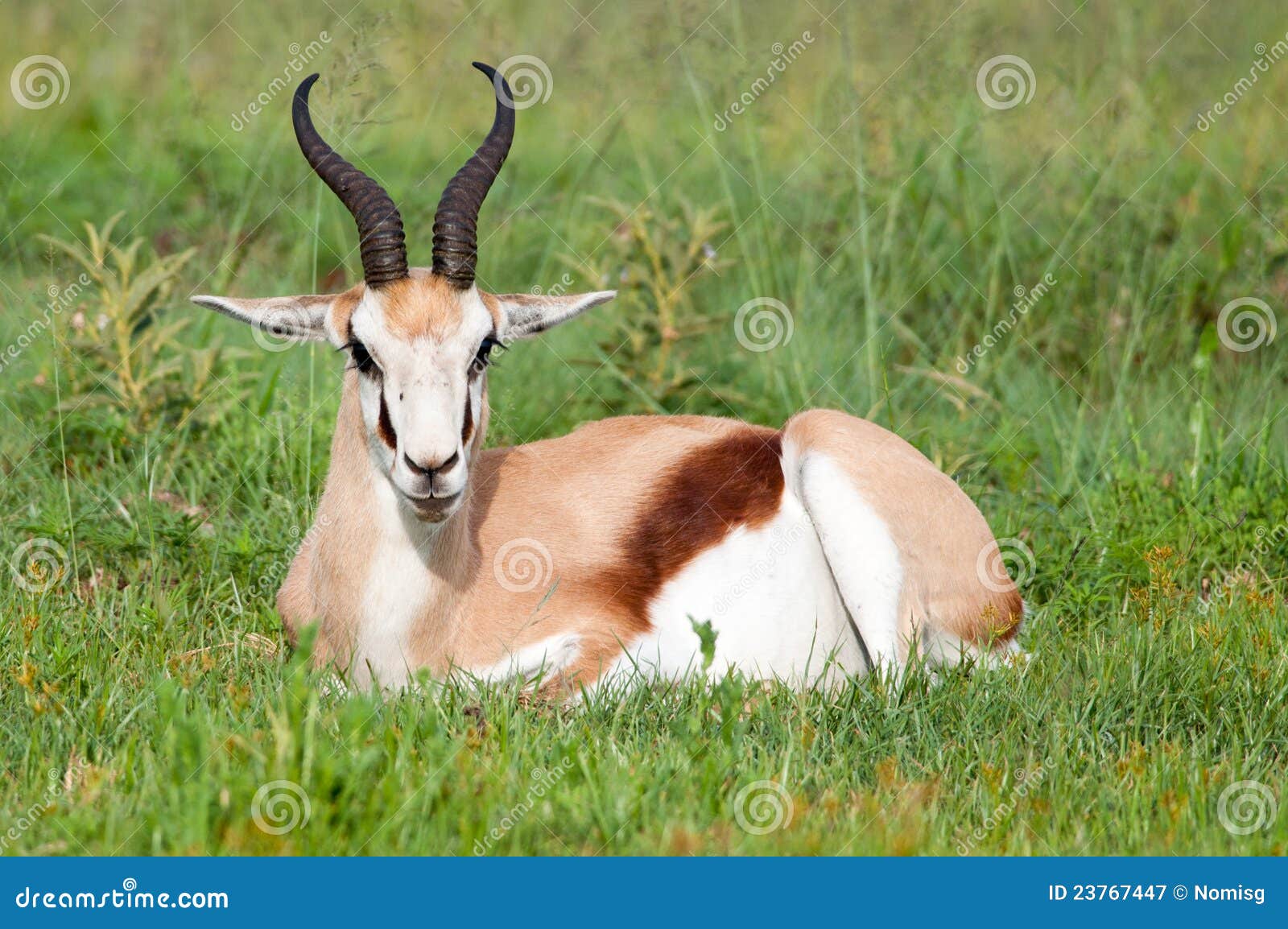Springbuck Lying with Head Directly at Camera Stock Image - Image of ...