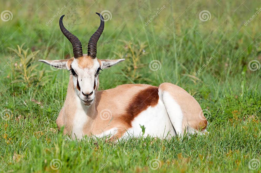 Springbuck Lying with Head Directly at Camera Stock Image - Image of ...