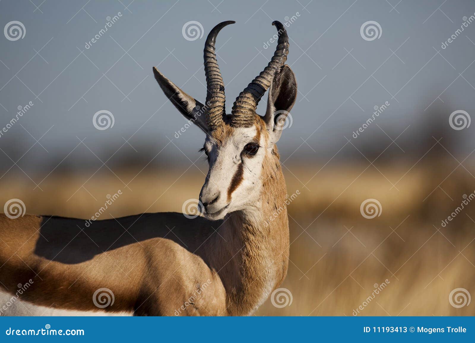 Springbuck male, Namibia stock image. Image of africa - 11193413
