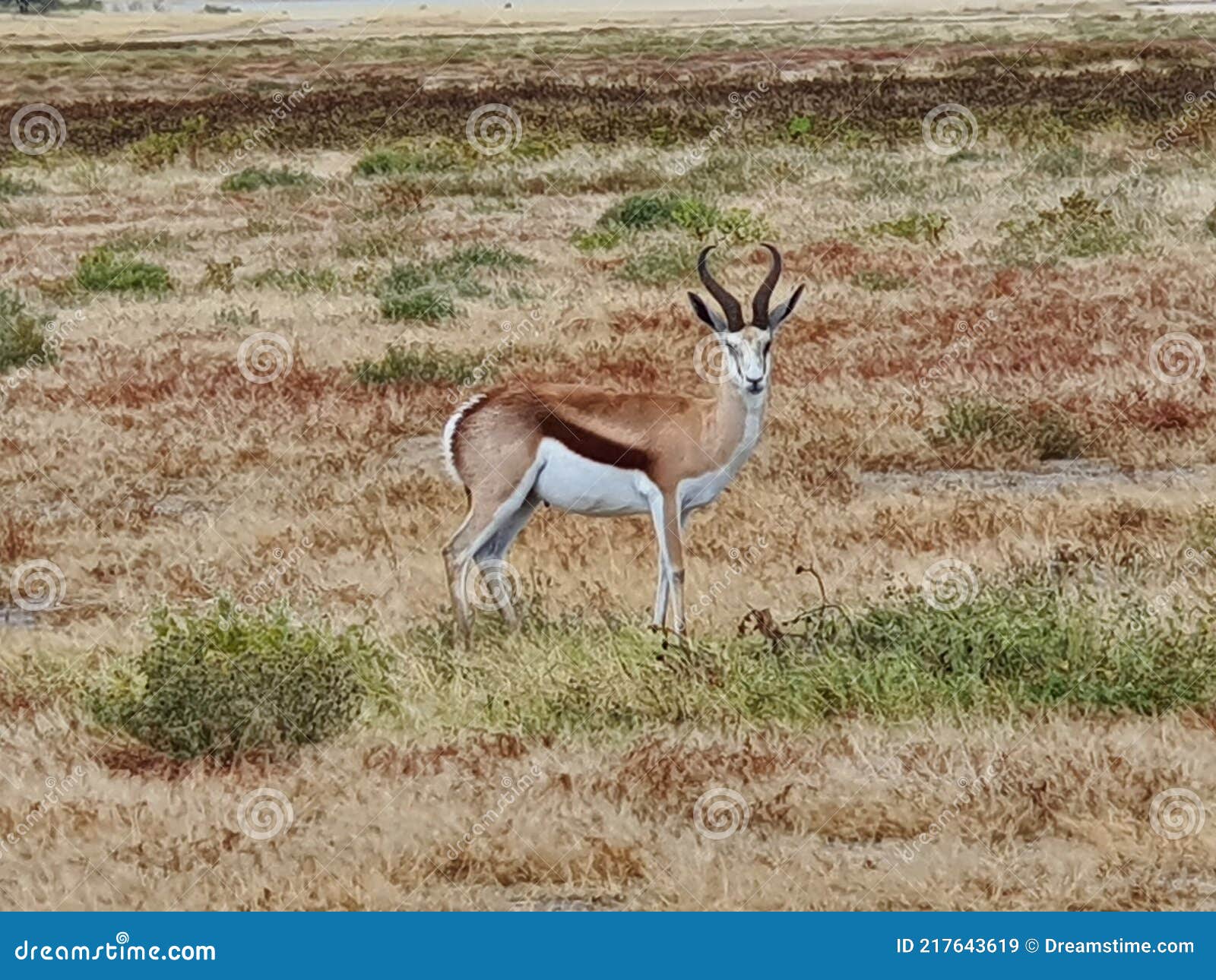 SpringBuck at Namatoni stock image. Image of mammal - 217643619