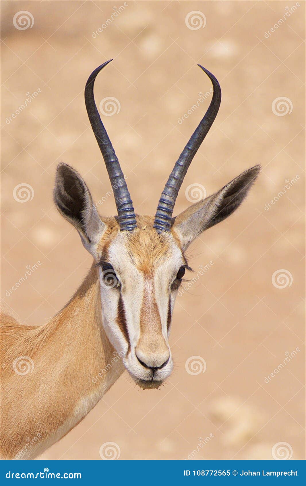 Springbuck Ram stock image. Image of view, african, hair - 108772565