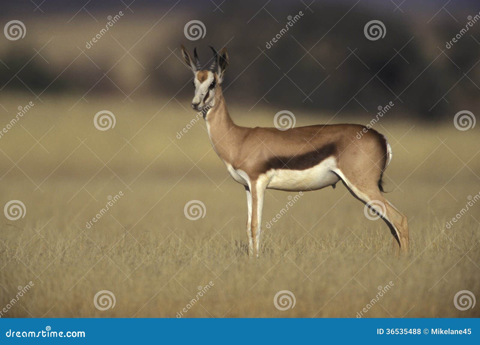 Springbuck or Springbok, Antidorcas Marsupialis Stock Photo - Image of ...
