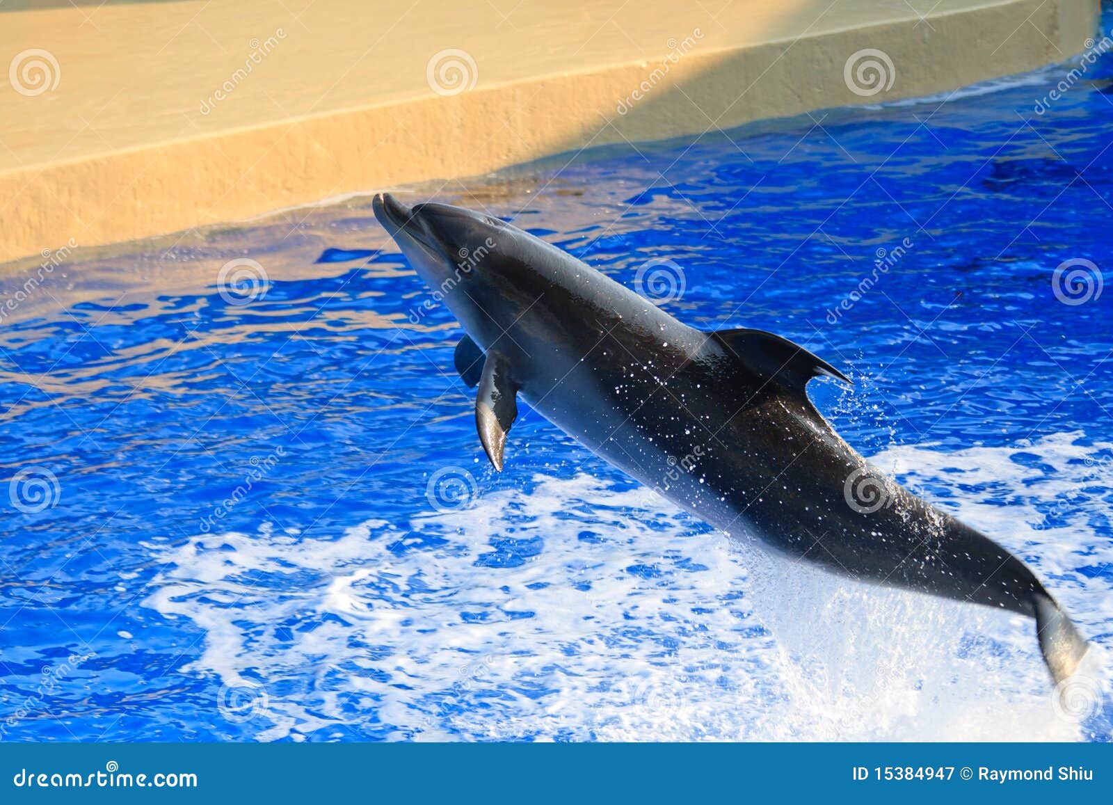 Springen des Delphins stockbild. Bild von wasser, säugetier - 15384947