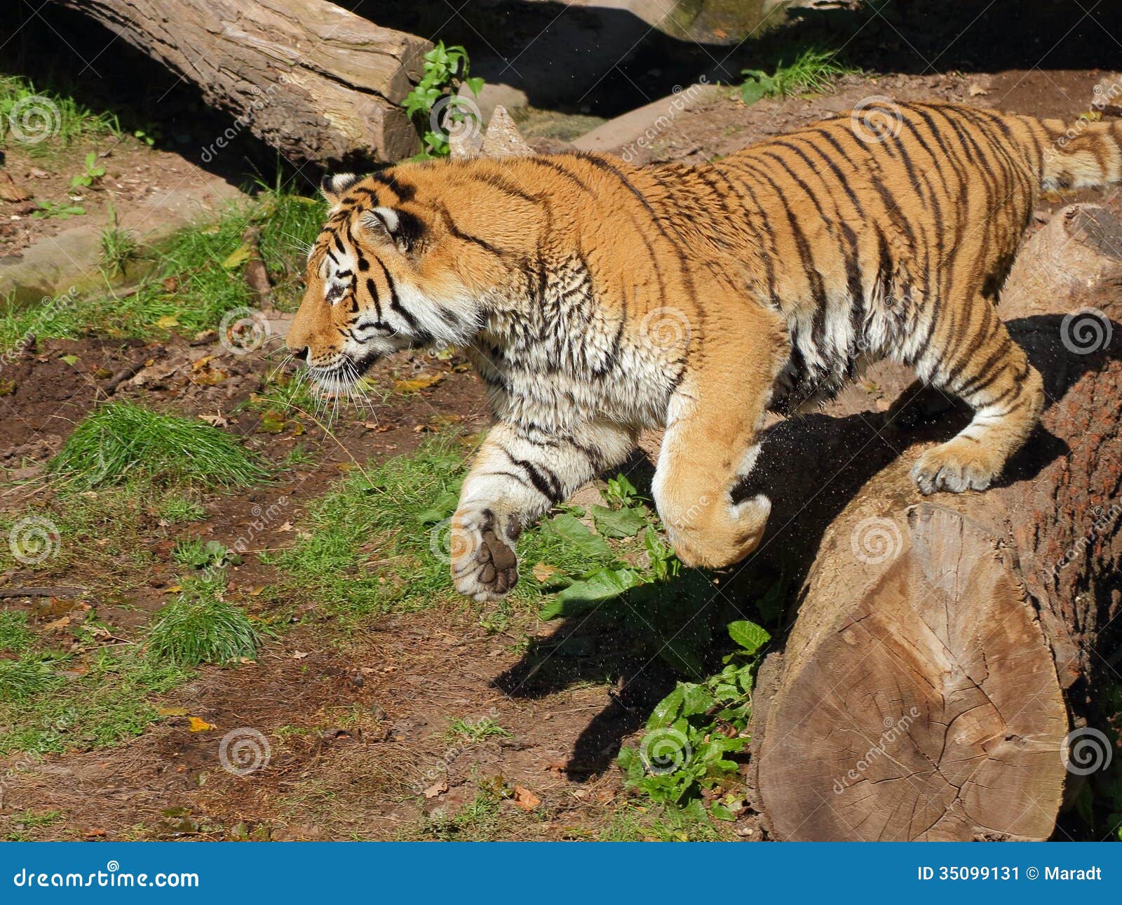 Springen Des Sibirischen Tigers Stockbild - Bild von boden, tätigkeit ...