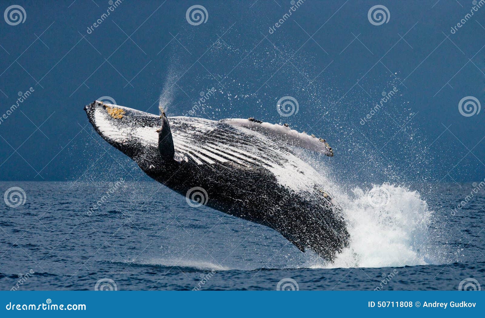 Springen Sie Buckelwal stockfoto. Bild von tiere, madagaskar - 50711808