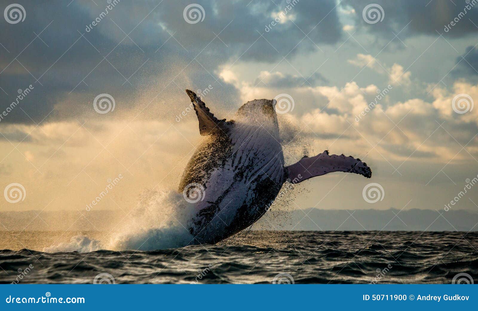 Springen Sie in Den Himmel Springen Sie Buckelwal Stockfoto - Bild von ...