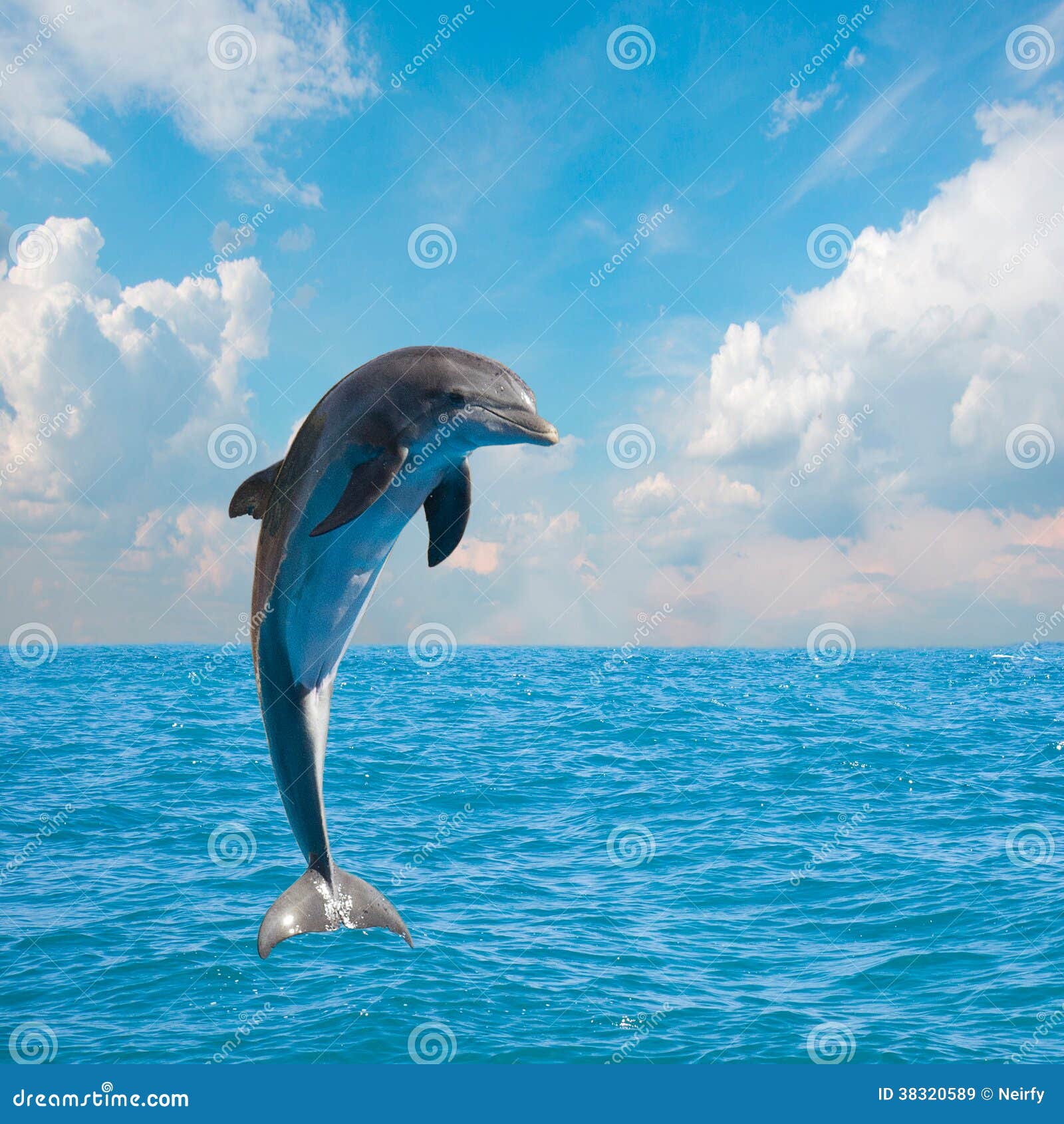 Springende Delphine Einer Lizenzfreie Stockbilder - Bild: 38320589