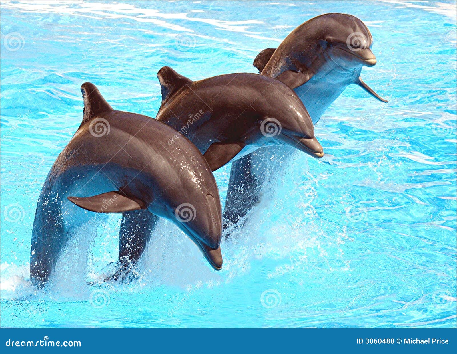 Springende Dolfijnen Twee Dolfijnen Die Uit Het Water Springen Tijdens