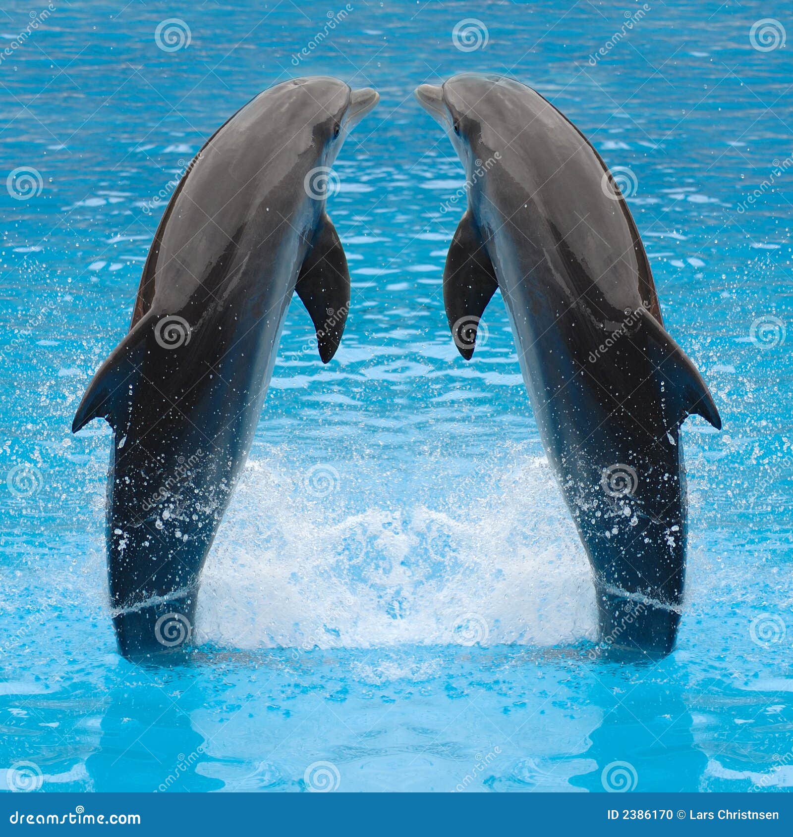 Springende Dolfijntweelingen Stock Foto - Image of energie, snel: 2386170