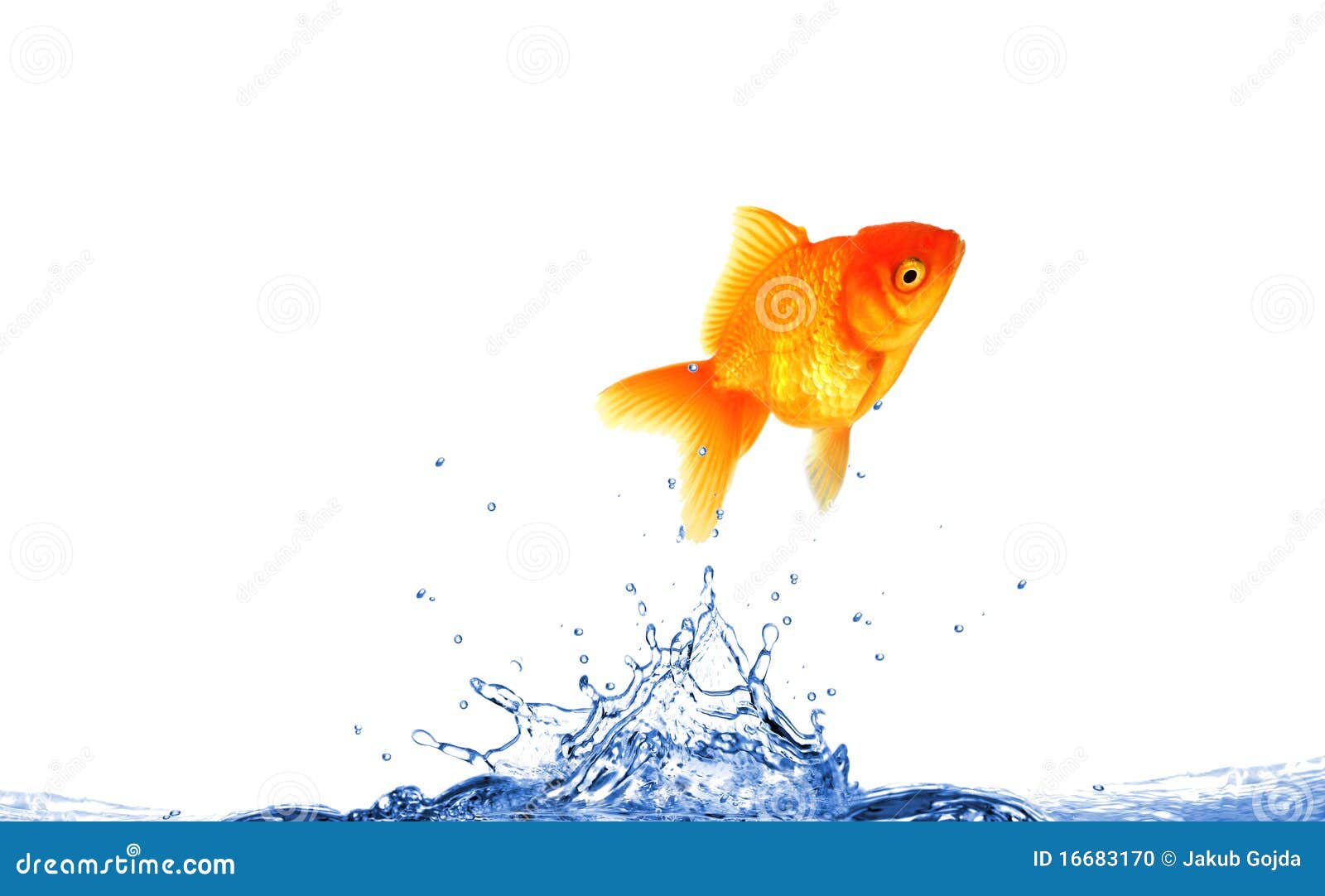 Springende Fische stockfoto. Bild von herausforderung - 16683170