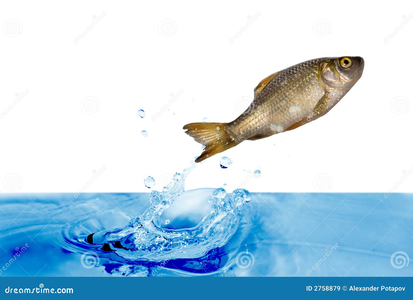 Springende Fische stockbild. Bild von bewegung, makro - 2758879