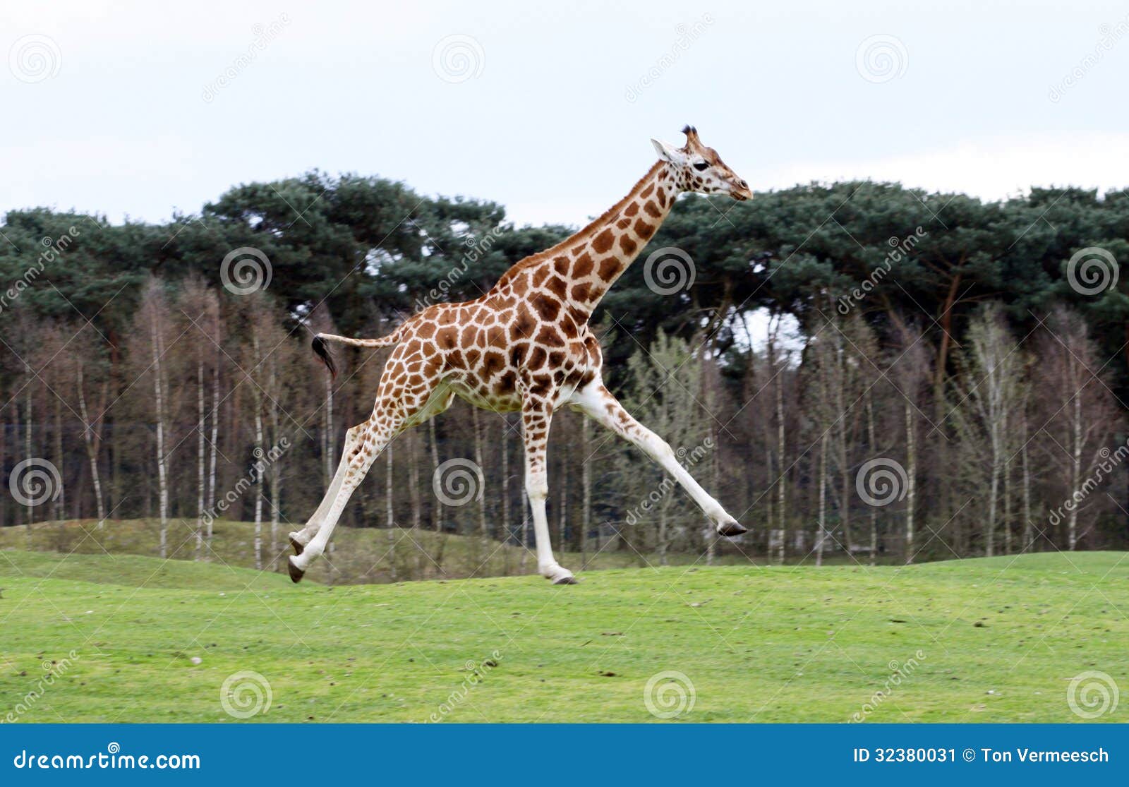 Springende Giraffe stockbild. Bild von lang, afrika, tier - 32380031