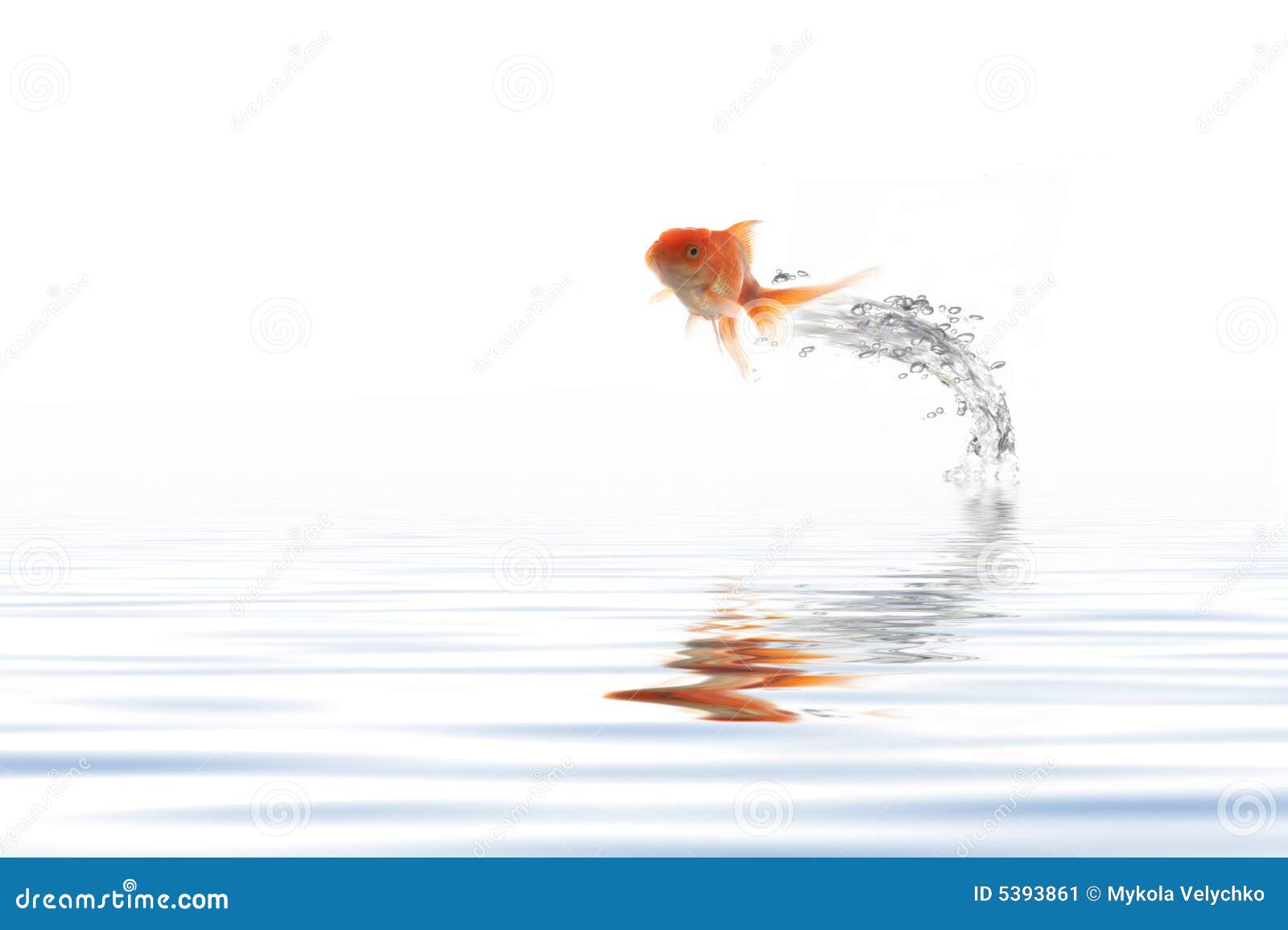Springende goldene Fische stockbild. Bild von getrennt - 5393861