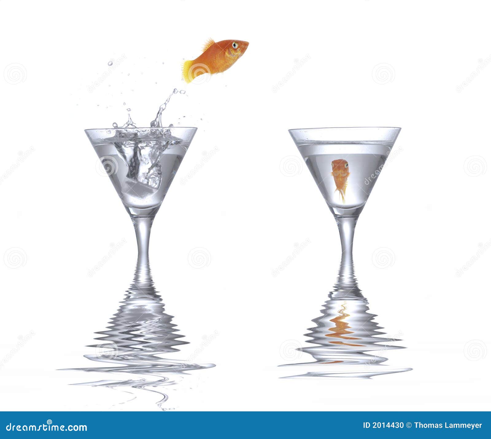 Springende goudvis stock foto. Image of vrij, goud, begrip - 2014430